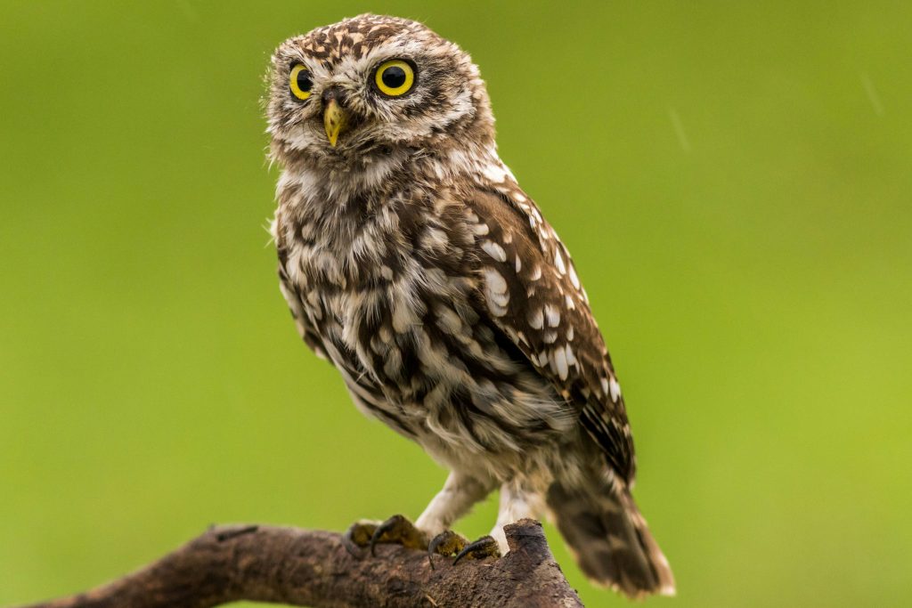 The Bank of England is ditching historical figures for wildlife on its ...